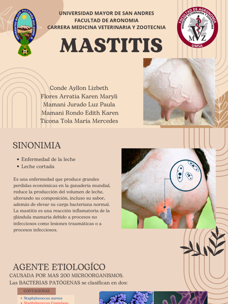 Mastitis | PDF | Leche | Estreptococo
