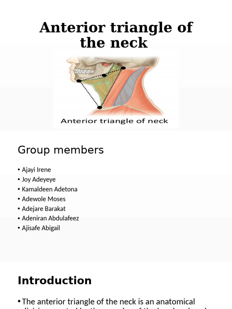Anterior Neck Triangle Anatomy Guide | PDF | Common Carotid Artery | Neck