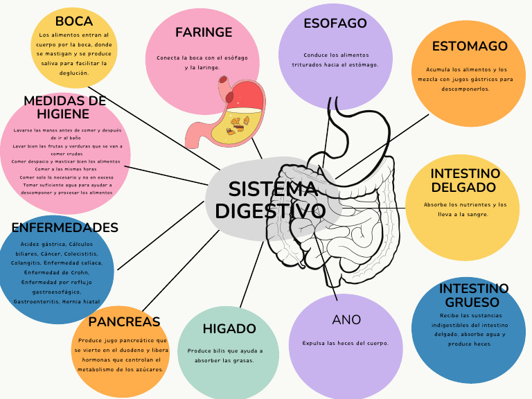 Sistema Digestivo: Boca Faringe Esofago Estomago | PDF ...