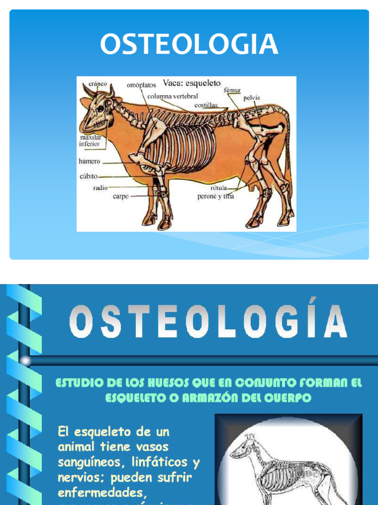 Clase 2 Osteologia | PDF | Hueso | Cartílago