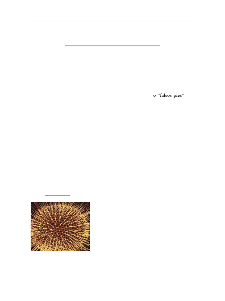 TEMA VII.3.3 - Phylum Actinopoda | PDF | Ciencia y matemáticas