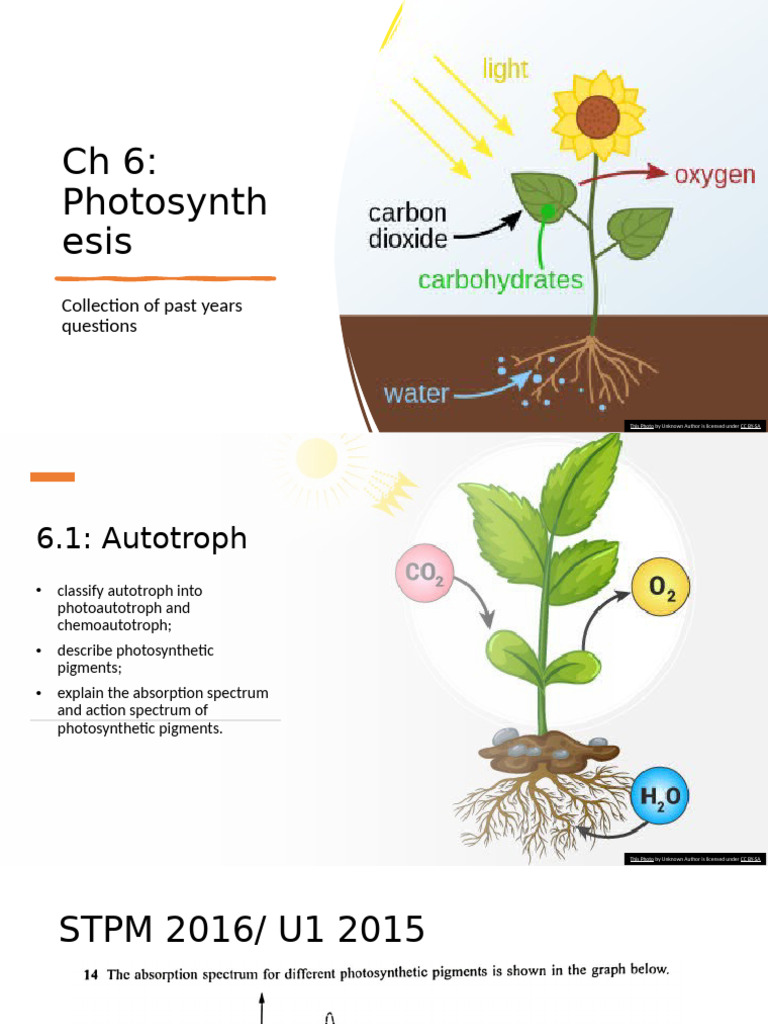 Photosynthesis STPM Question | PDF