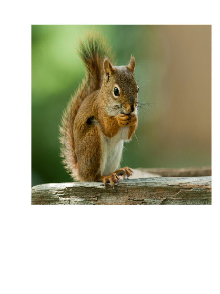 Ardillas Alexander | PDF