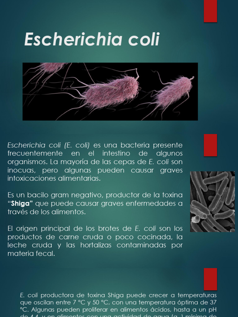 E Coli | PDF | Escherichia coli | Alimentos