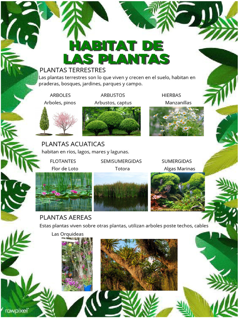 Papelografo Habitat de Las Plantas | PDF | Ciencia y matemáticas ...