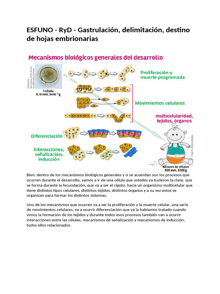 ESFUNO - RyD - Gastrulación, Delimitación, Destino de Hojas ...