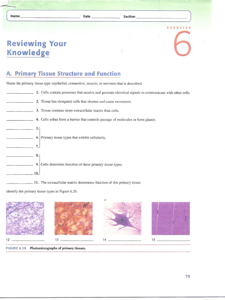 Histology Packet | PDF