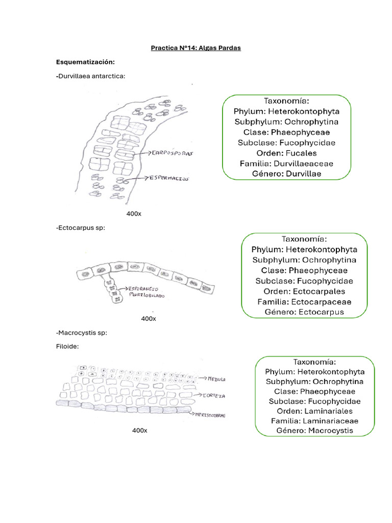 Algas Pardas | PDF | Biocombustible | Nutrición