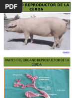 Aparato Reproductor Del Cerdo | PDF | Sistema reproductivo | Hormona ...