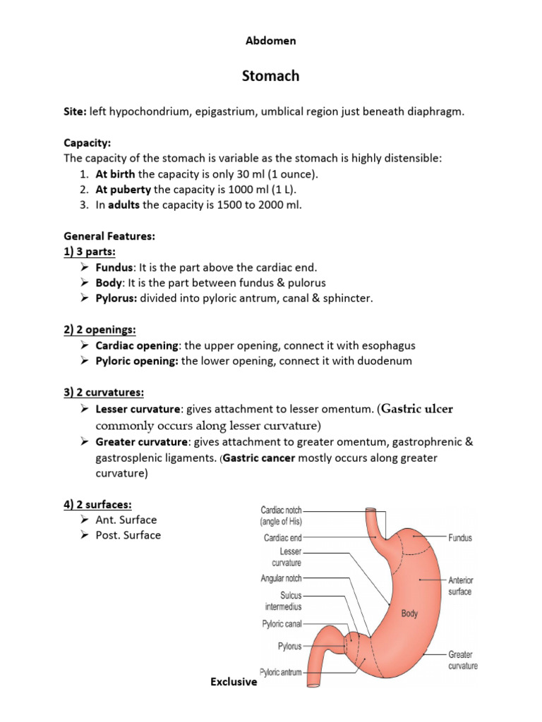 Anatomy and Functions of the Stomach | PDF | Stomach | Small Intestine