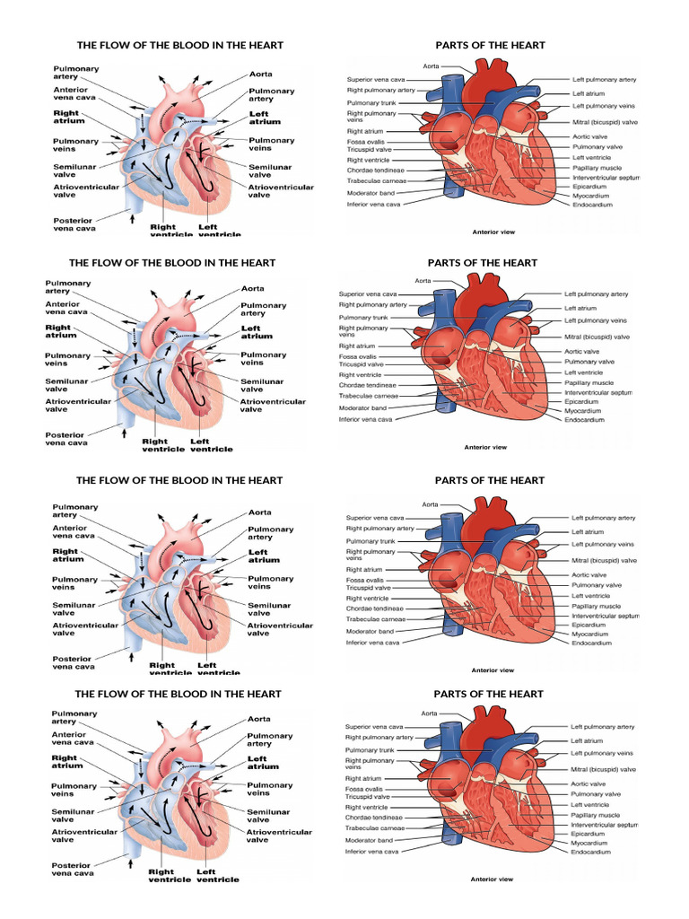 Blood Flow and Heart Anatomy | PDF