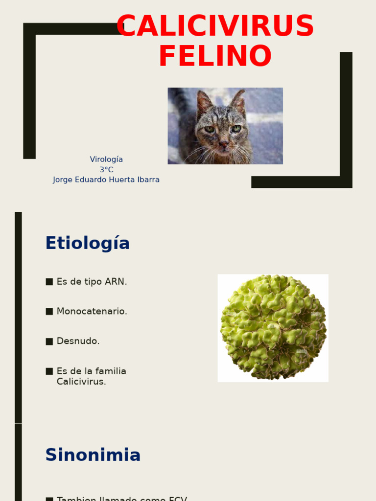 Calicivirus Felino | PDF | Salud y bienestar | Ciencia y matemáticas