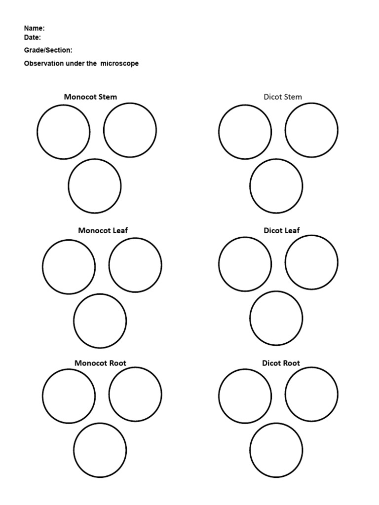 Monocot vs. Dicot Vascular Structures | PDF | Plant Stem | Leaf