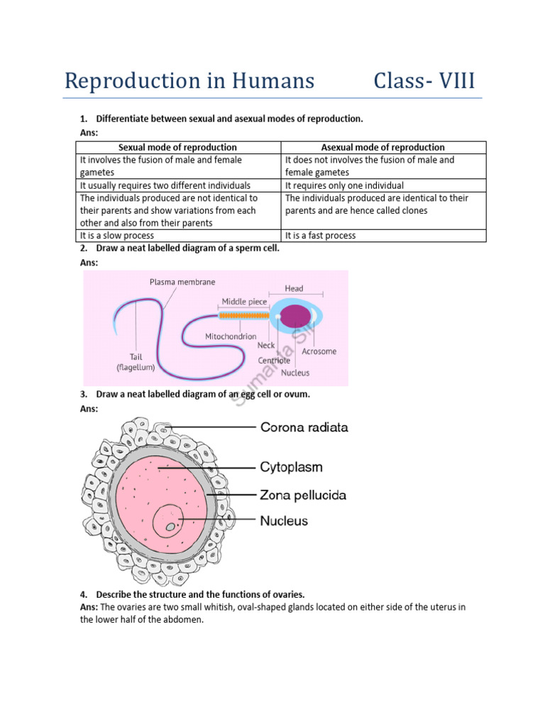Reproduction in Humans - 8 (Biology) | PDF | Fertilisation ...