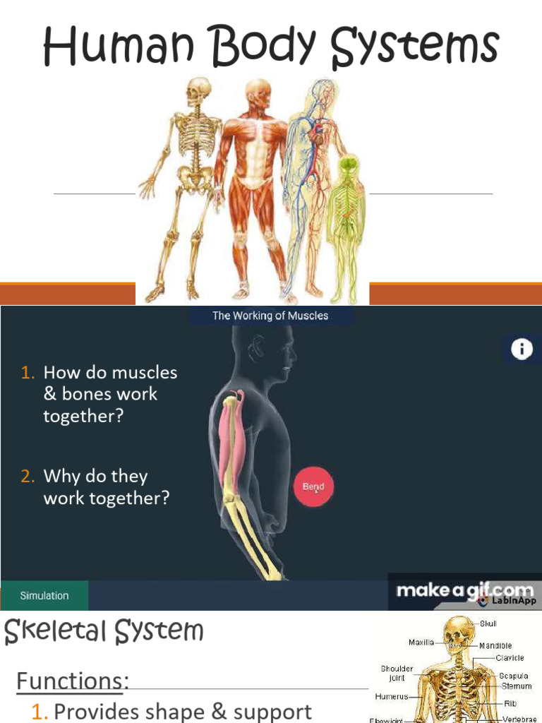 Human Body Systems | PDF | Human Body | Digestion