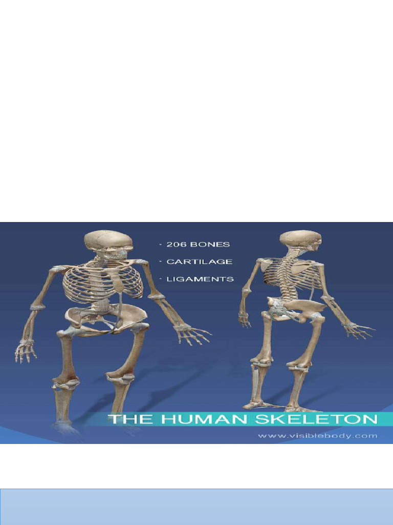 Division of Skeletal System | PDF | Human Nose | Skull