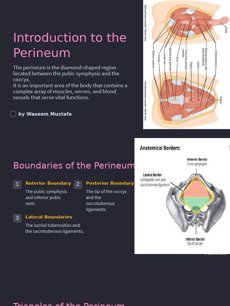 Anatomy of The Perineum | PDF | Human Anatomy | Pelvis