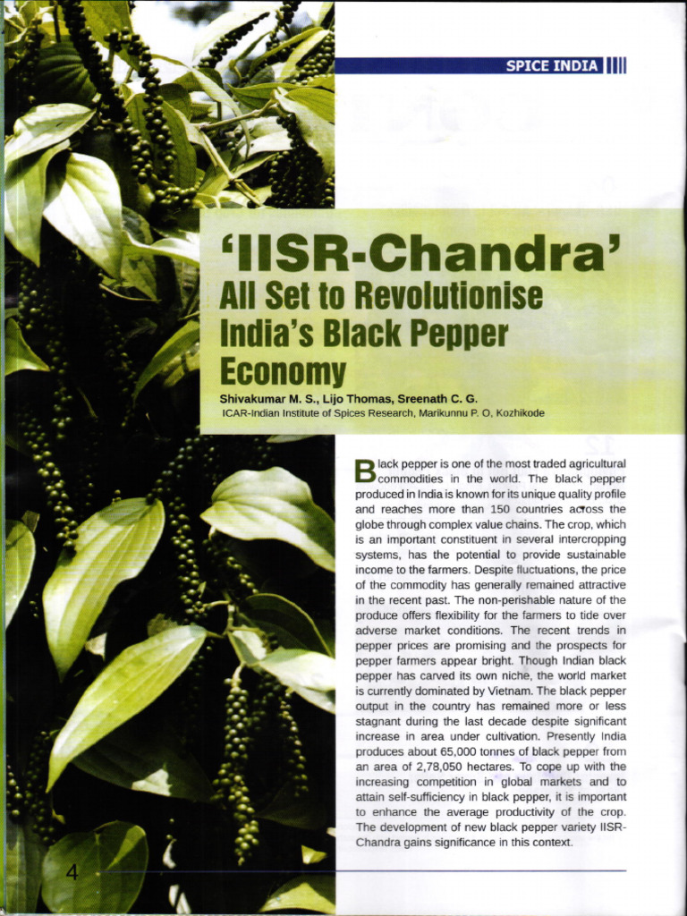 IISR Chandra16072024135059 | PDF | Black Pepper