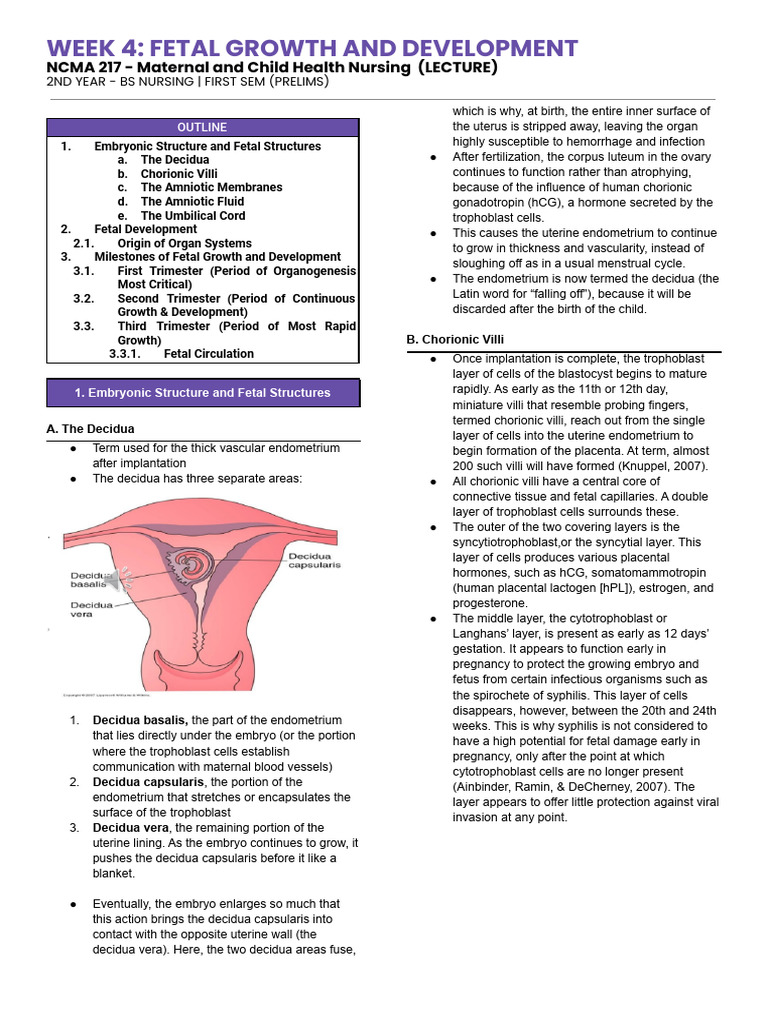 Week 4 - Fetal Growth and Development | PDF | Placenta | Fetus
