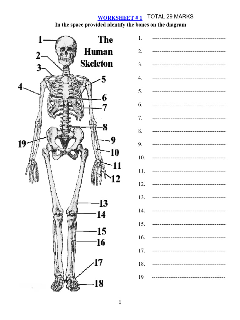 Skeleton Worksheet for Students | PDF | Skull | Bone