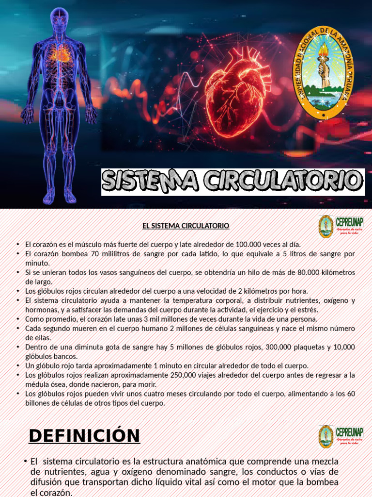 Sistema Circulatorio | PDF | Corazón | Sistema circulatorio