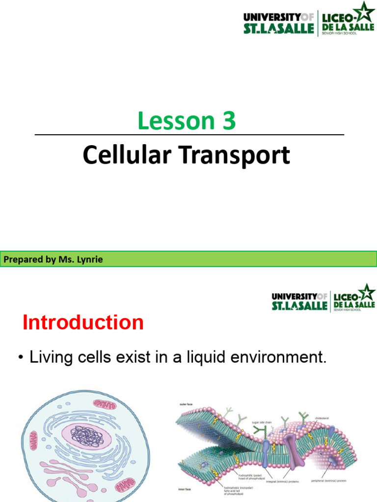 Cell Transport Mechanisms Explained | PDF | Cell Membrane | Cell Signaling