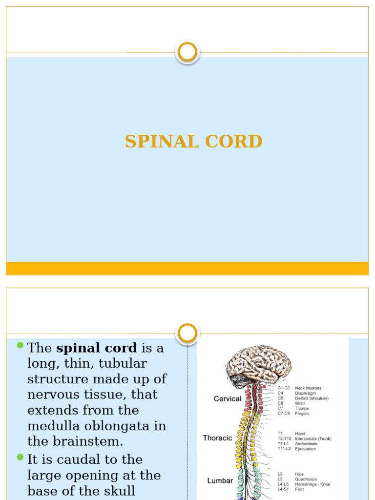 Review of Neuroanatomy Cerebral Cortex | PDF | Vertebral Column ...