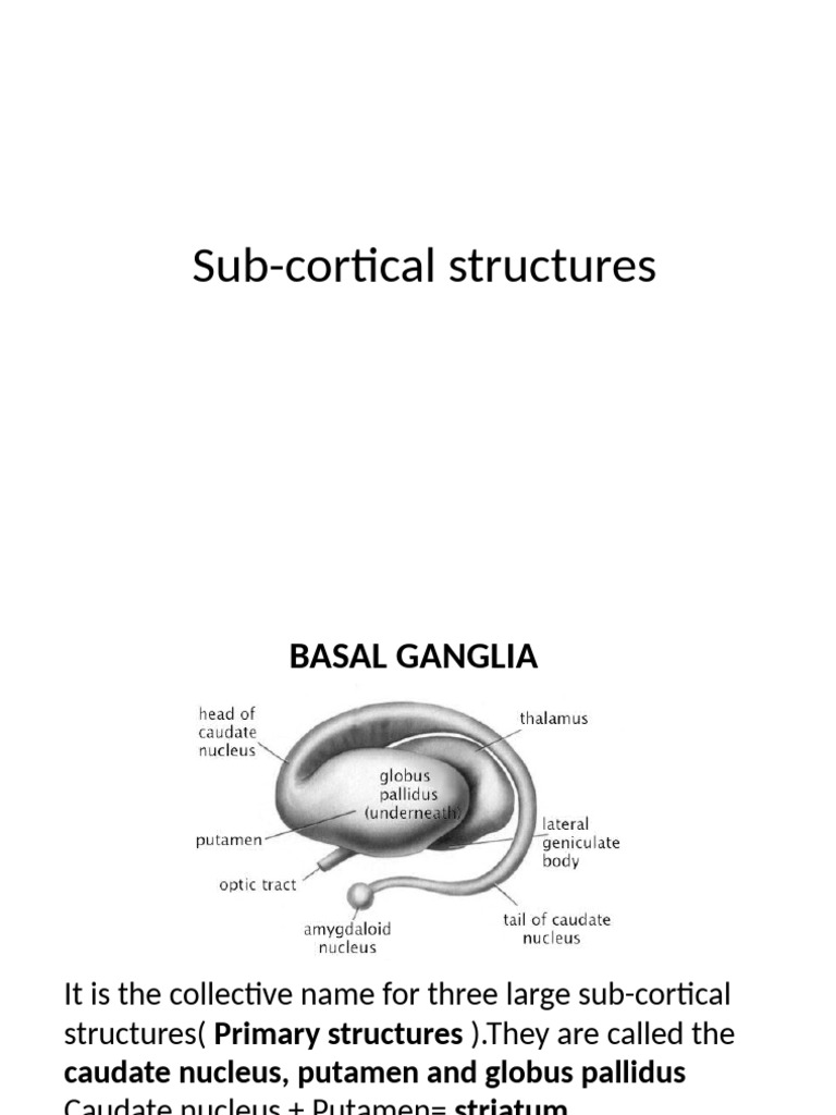 Sub-Cortical Structures | PDF | Brainstem | Cerebellum