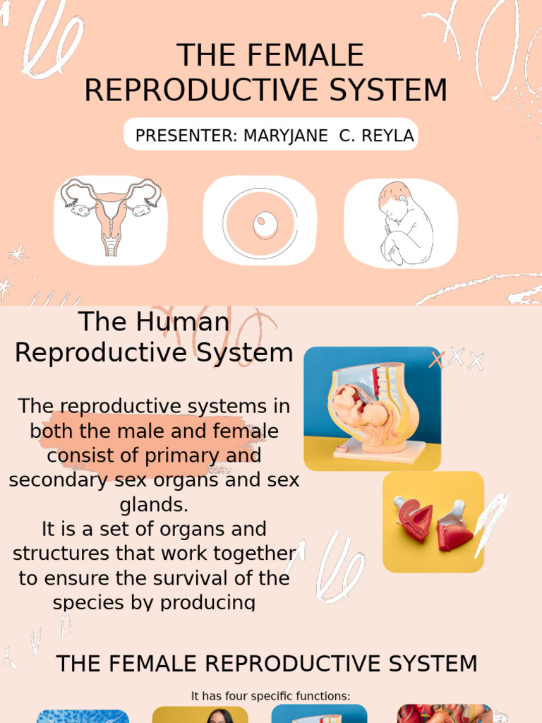 Female Reproductive System | PDF | Labia | Breast