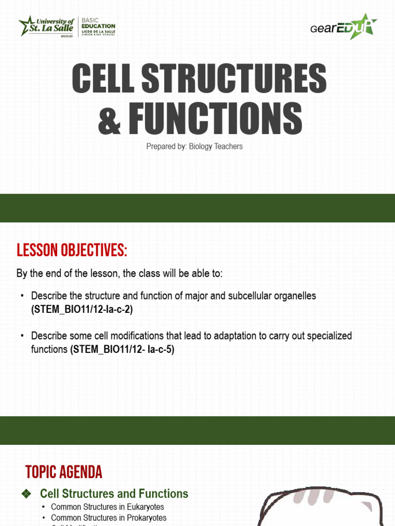 Cell Structures for Biology Students | PDF | Cell (Biology) | Endoplasmic Reticulum