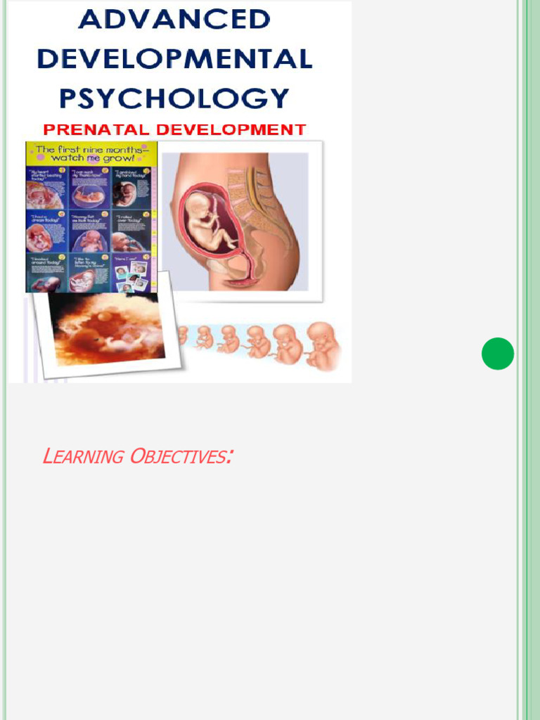 Prenatal Development | PDF | Fetus | Pregnancy