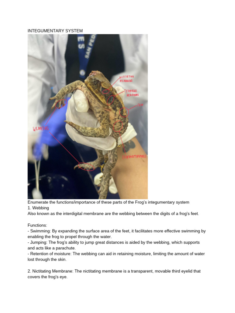 Frog Integumentary and Digestive Systems | PDF | Digestion ...