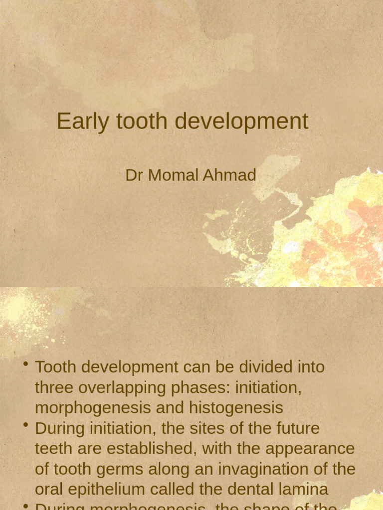 Early Tooth Development | PDF | Epithelium | Human Tooth