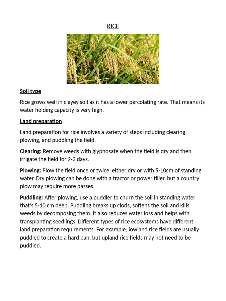 Rice Cultivation Techniques Guide | PDF | Rice | Weed