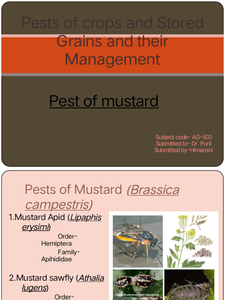 Mustard Pest Management Guide | PDF | Pest (Organism) | Agriculture