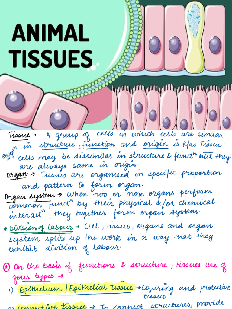Animal Tissue | PDF