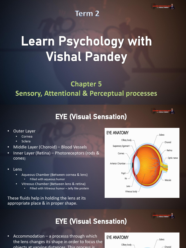 Chapter 5 | PDF | Retina | Perception