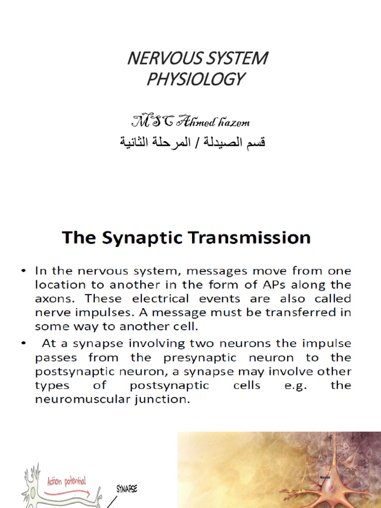 Lec3 Physio - CNS - Theo | PDF