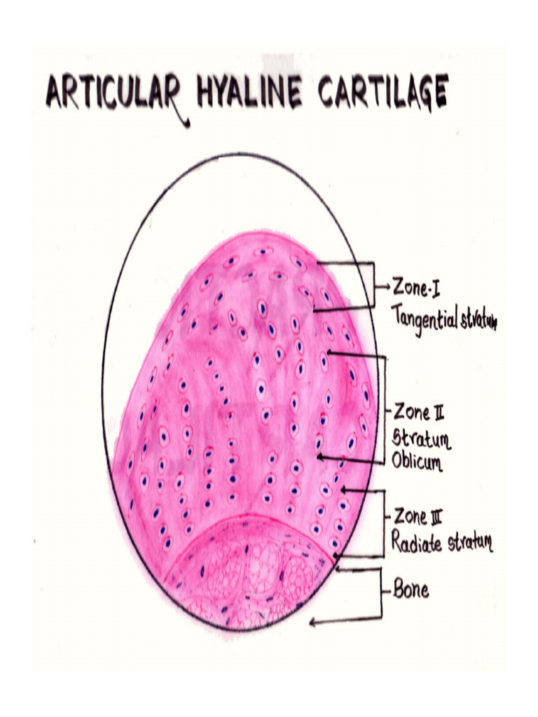 Bone and Cartilage | PDF