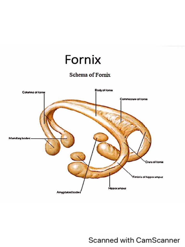 Fornix | PDF
