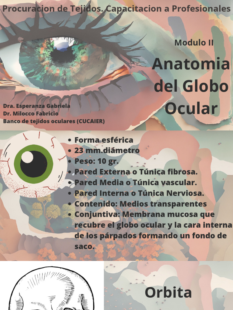 Anatomia Del Globo Ocular | PDF