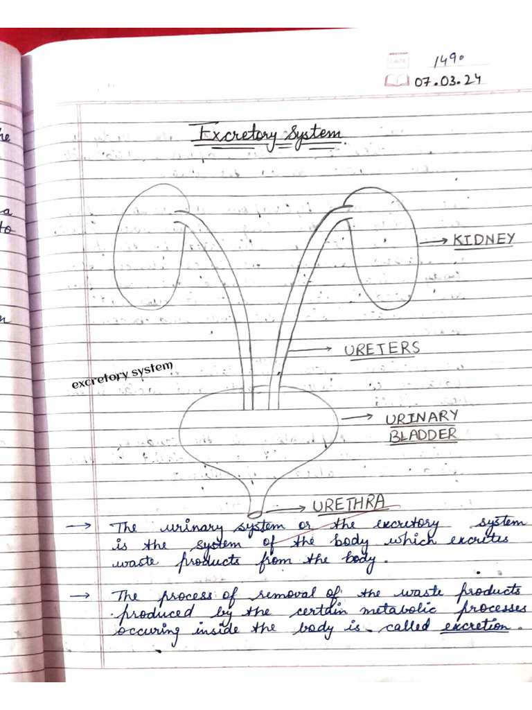 Excertory System | PDF