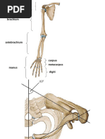 Porcine Carcass and Cut Descriptions | PDF | Vertebra | Shoulder