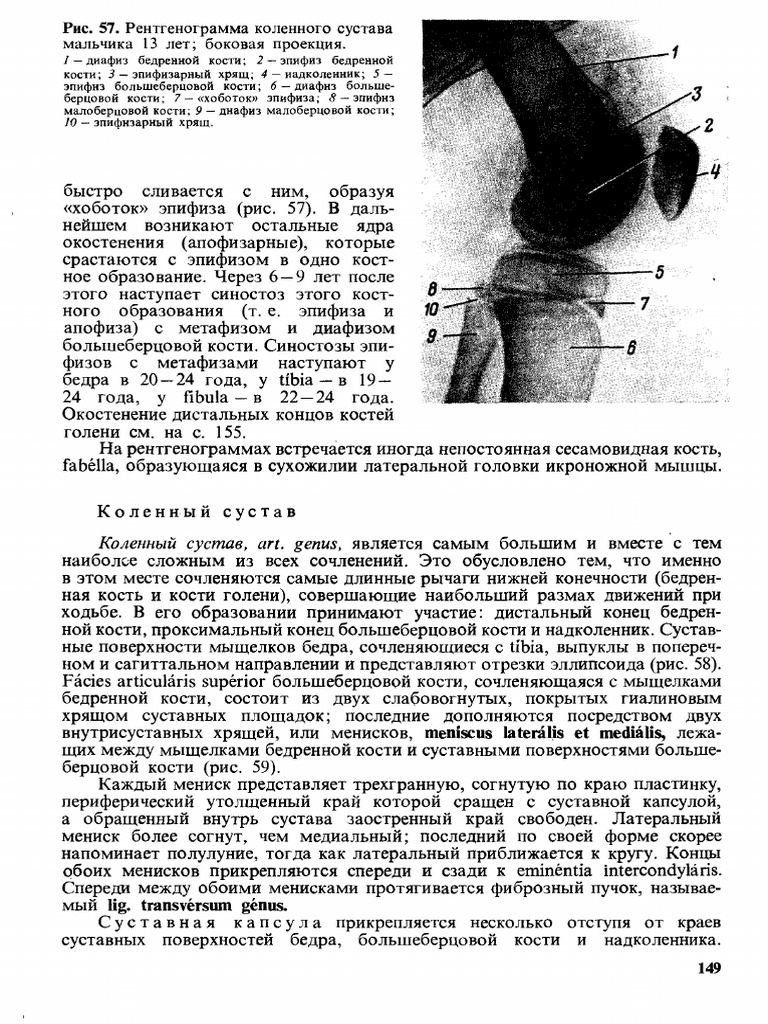 М - Г - Привес - Анатомия Человека | PDF
