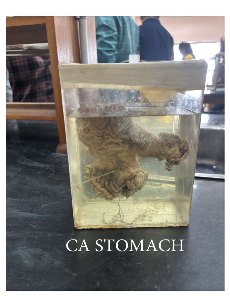 Pathology Specimens | PDF | Science & Mathematics