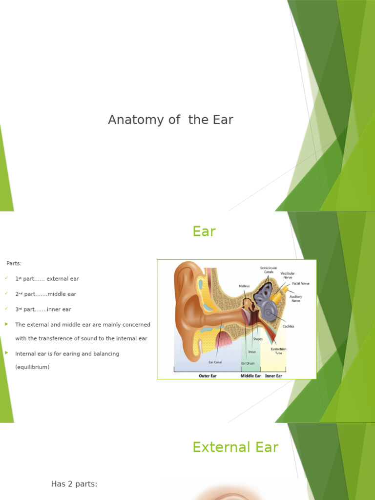 Anatomy of the Ear | PDF | Ear | Human Anatomy