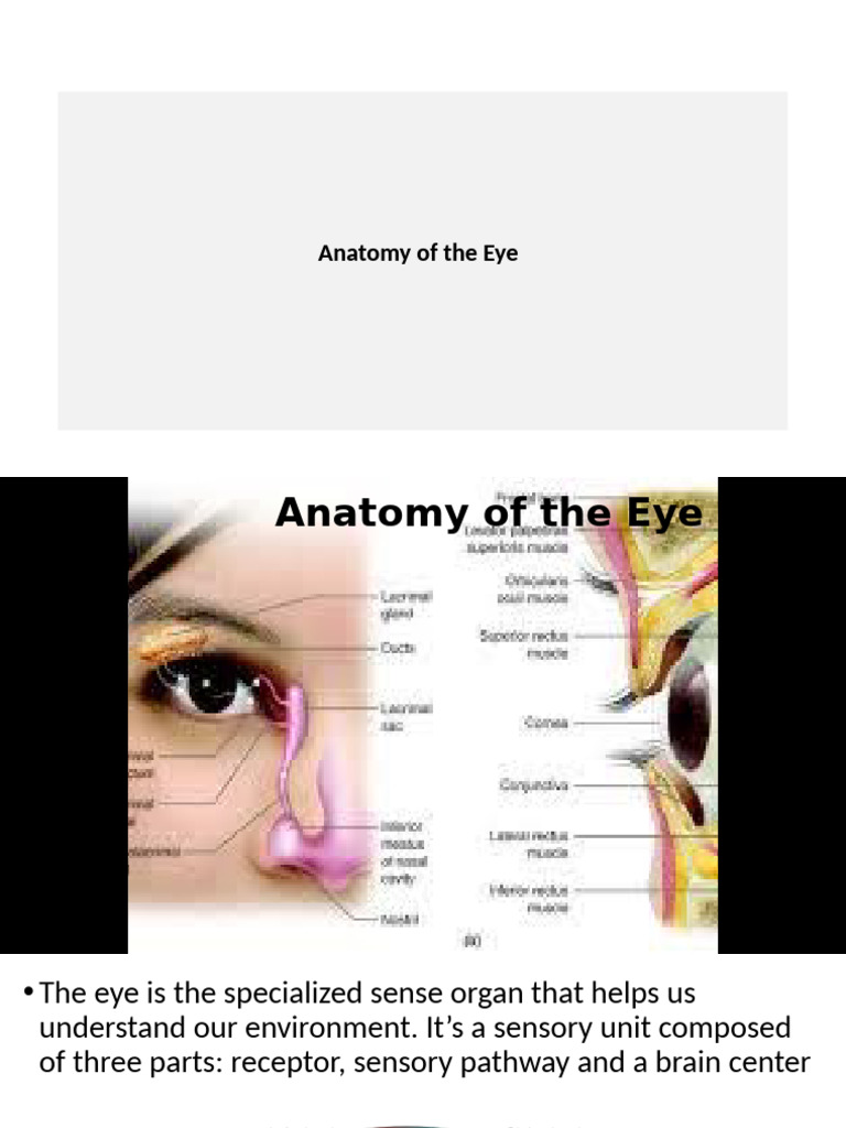Gross Anatomy of The Eye | PDF | Eye | Human Eye