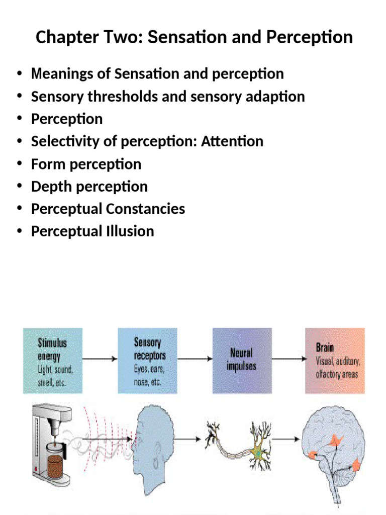 Psyc Unit 2 Sensation and Perception | PDF | Perception | Senses