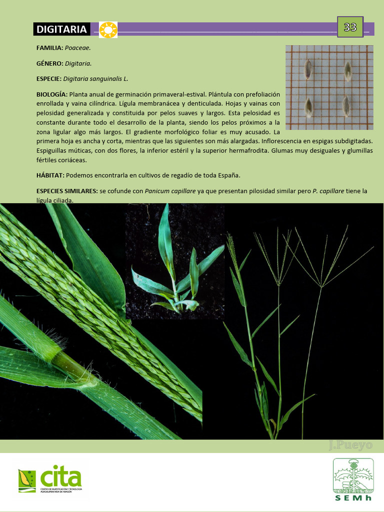 Digitaria: Características y Hábitat | PDF