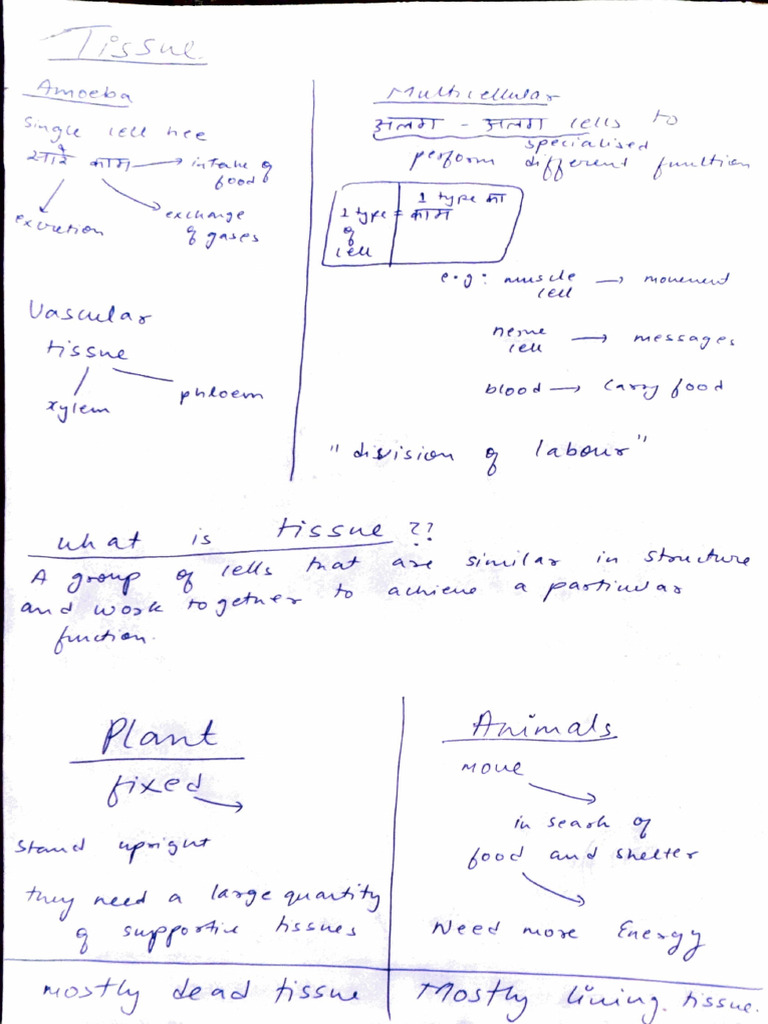 Tissue Class 9 Notes Ncert | PDF
